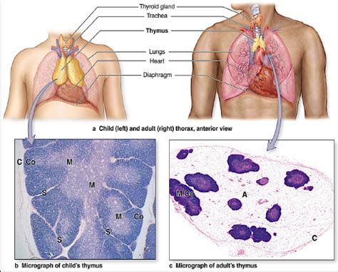 Lymphatic System Lab Flashcards Quizlet