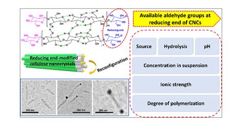 Regioselective Modification At Reducing End Aldehydes Of Cellulose