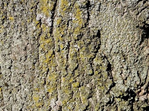 Free Picture Lichen Tree Nature Texture Herb Plant Yellow Fungus
