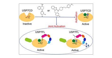 Sertraline And Astemizole Enhance The Deubiquitinase Activity Of Usp7 By Binding To Its