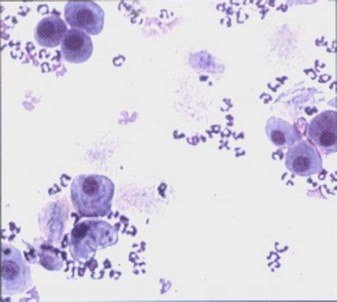 Feline Reproduction Flashcards Quizlet