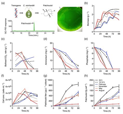 A Schematic Of Transgene Insertion Into C Reinhardtii Which Leads To Download Scientific