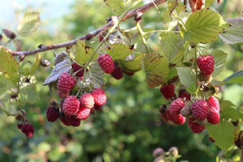 Raspberry Growing Guide Bright Lane Gardens