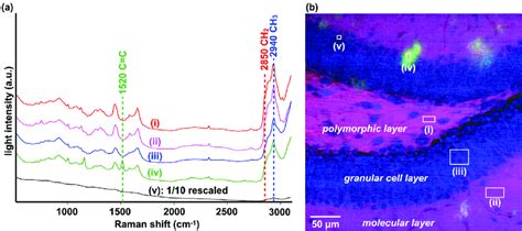Tissue Imaging Result By Slit Scanning Raman Microscopy A