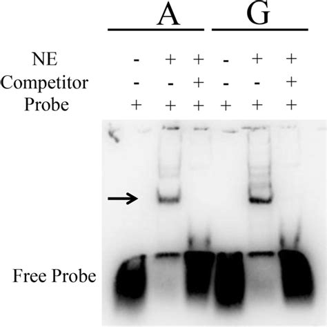 Difference In The Binding Affinity Between Rs2736099 Alleles And A549