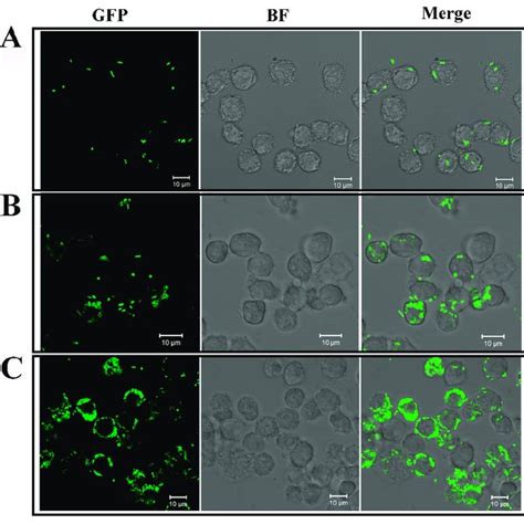 Microscopic Observation Of The Intracellular Replication Of
