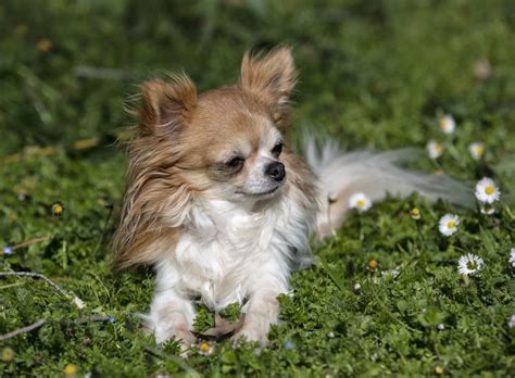 Adorable Long Haired Chihuahuas Everything You Need To Know Depend