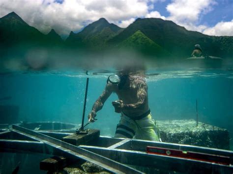 À Tahiti Les Coraux Sacrifiés Pour Les Jo