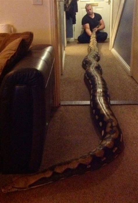 I Rather Live With A Python Then With A Female Faxo
