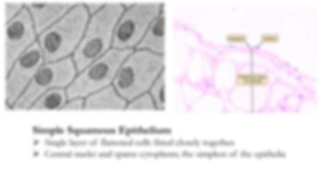 SOLUTION Epithelial Tissue Lab Studypool