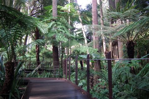 Fern Gully Royal Botanic Gardens Victoria