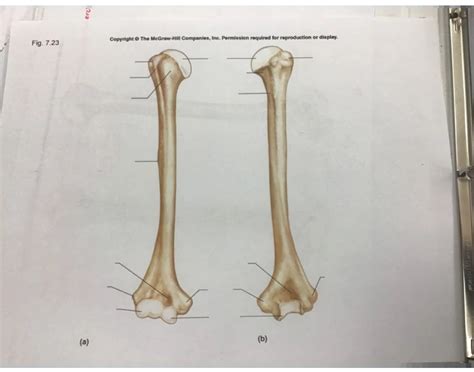 Features Of Humerus Quiz