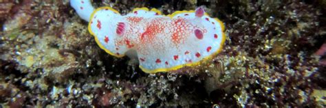 Leo Low Earth Orbit Only 3 Of Earths Ecosystems Are Still Intact