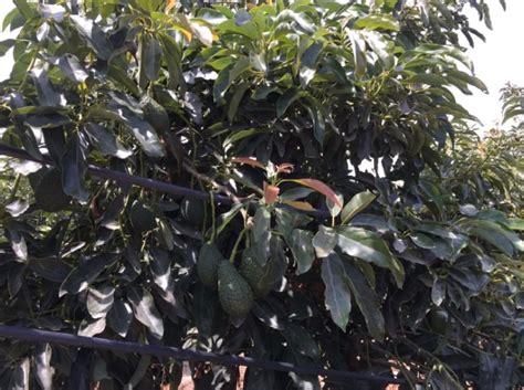 Maluma Yields Outperform Hass In Peruvian Avocado Trials Claims Talsa