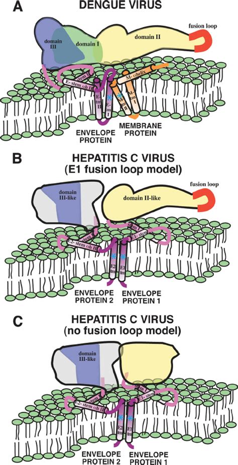 Comparison Of The Architecture Of The Dengue Virus E M Fusion Protein Download Scientific