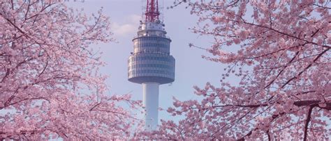 Disfrutar De Los Cerezos En Flor En Corea Del Sur Coreanismo