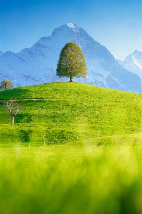 A Field With A Lone Tree And High Mountains In The Background