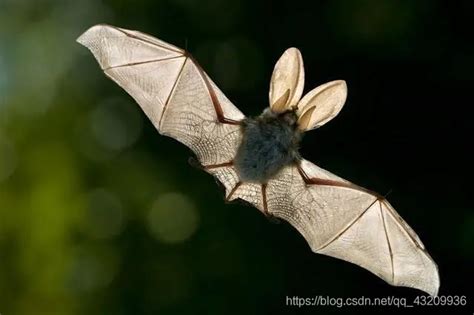 Bat Optimization Algorithmbat算法 Csdn博客