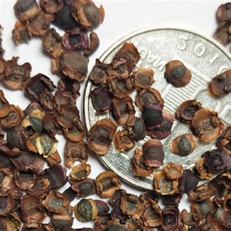 Coreopsis Basalis And Coreopsis Seeds Heyou Seeds