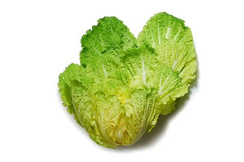 흰 배경위에 배추 유토이미지 상세페이지 베이직샵 사진 20481954