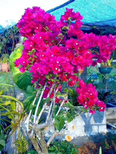 All About My Plant Meriahnya Bila Pokok Bunga Kertas Berbunga