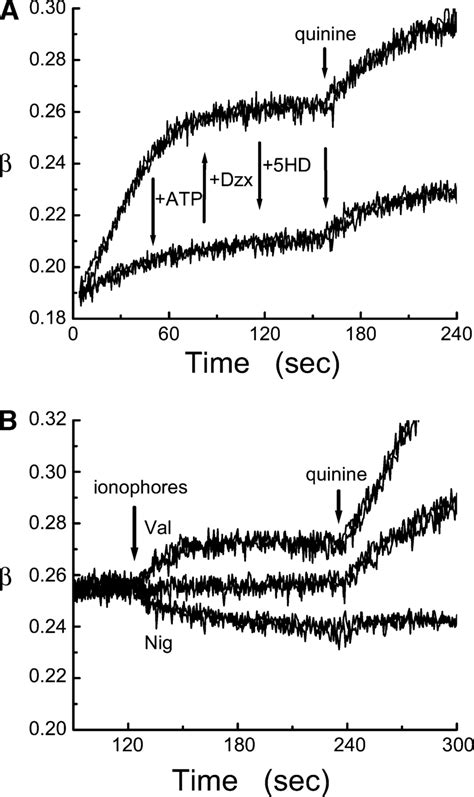 Steady State Perturbations Of Mitochondrial Matrix Volume By Val