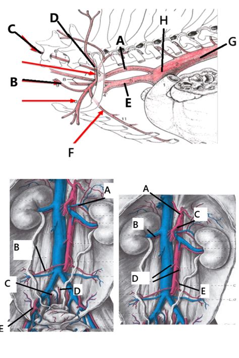 Aaa Exam 2 Arteries Diagram Quizlet