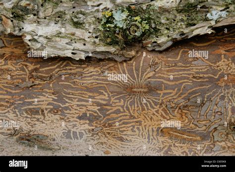 Evidence On Tree Trunk Of Dutch Elm Disease Stock Photo Alamy