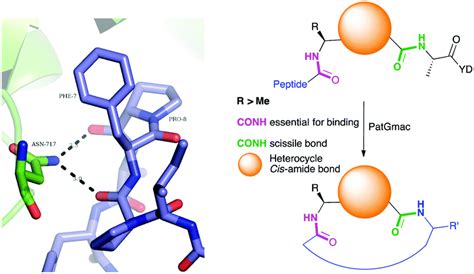 Bypassing The Proline Thiazoline Requirement Of The Macrocyclase Patg Chemical Communications