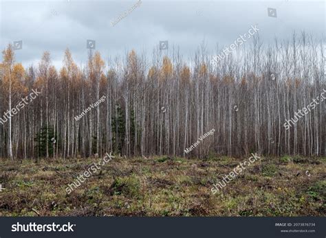 Abstract Tree Trunk Texture Wall Natural Stock Photo 2073876734 Shutterstock