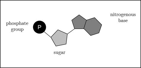 How Many Types Of Nucleotides Are Present In Dna Quizlet