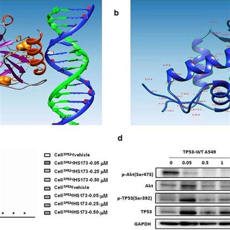 A The Binding Mode Of P53 Protein With The Dna Double Helix Pdb