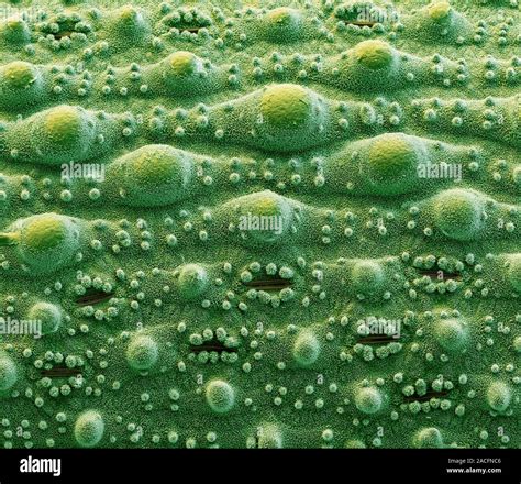 Leaf Surface Coloured Scanning Electron Micrograph Sem Of The Varied Underside Of A Leaf From