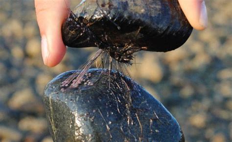 의외의 천연 의복재료