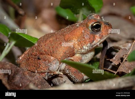Profile View Of A Young Fowlers Toad On The Forest Floor Raleigh