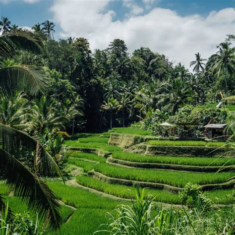 New Luxury Hotel Resort To Open In Balis Ubud In 2027 The Bali Sun