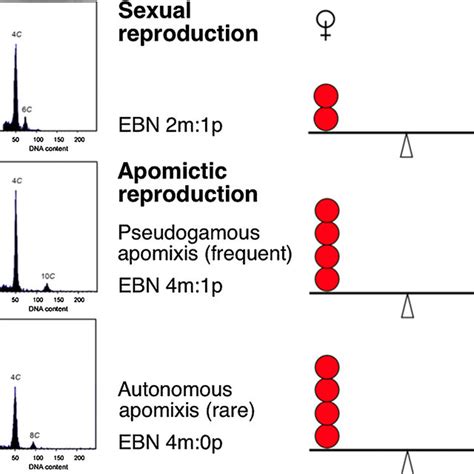 Reproductive Pathways Characterizing Amphimixis Sexual Reproduction Download Scientific