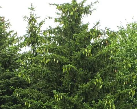 9 Privacy Trees To Grow In Maryland Includes Hedging Trees