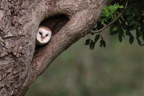 Barn Owl Habitat