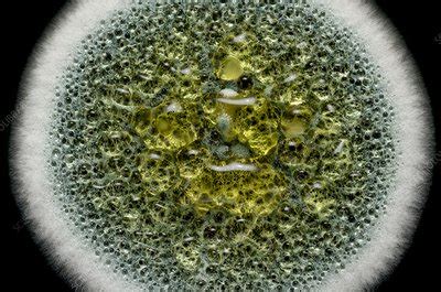 Penicillium Chrysogenum Fungus Stock Image C0389341 Science