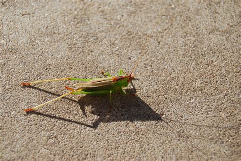 Grass Hopper Free Photo Download Freeimages