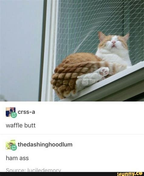 Taming The Terrors Hacks To Stop Your Cats Destructive Behavior