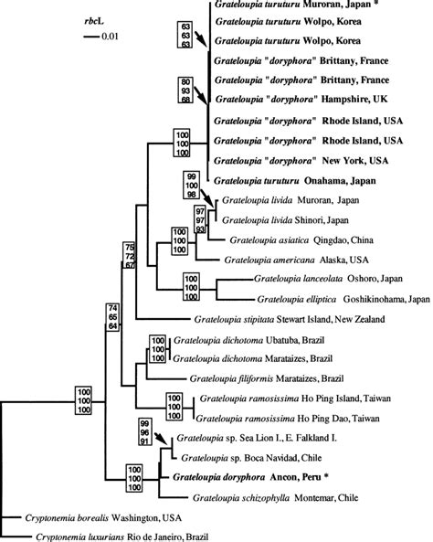 Maximum Likelihood Tree For Rbcl Sequences Showing The Distant