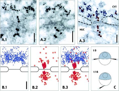 Antibodies Specific For Xenopus Ranbp2 Label Npc Associated Cytoplasmic Download Scientific