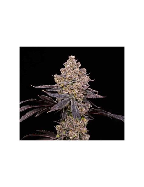 Double Stack Compound Genetics