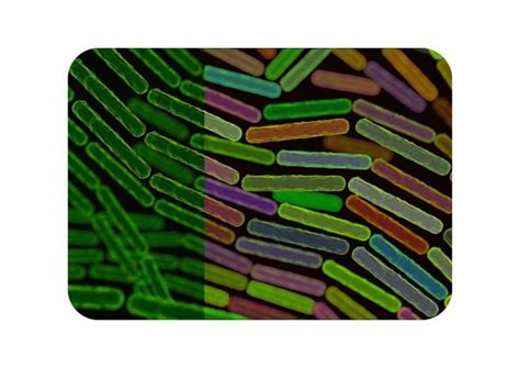 Ai Image Segmentation Company In India Instance And Semantic Pixel Annotation