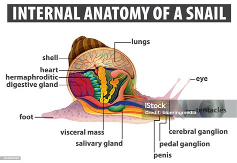 Detailed Diagram Of A Snails Internal Organs Stock Illustration Download Image Now Anatomy