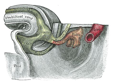 Kloake Biologie