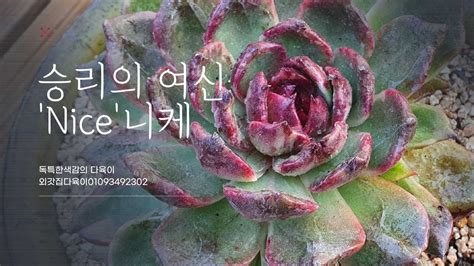 신품종다육이니케 셋트구성으로 최대할인외갓집다육이01093492302 Youtube