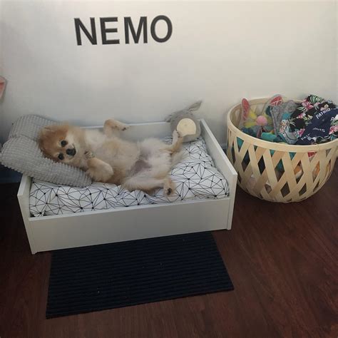 Finally Got His Cute Ass A Bed Pomeranians